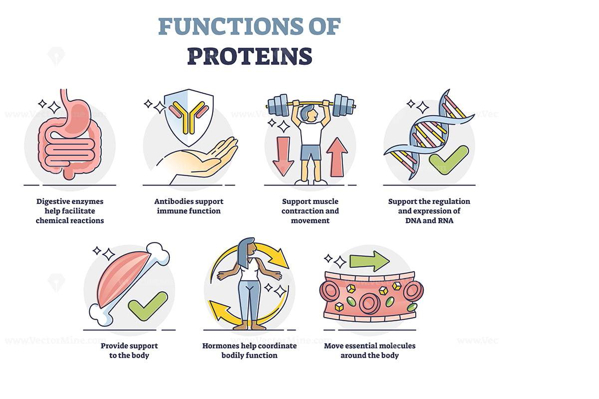 Function of Protein - 2022